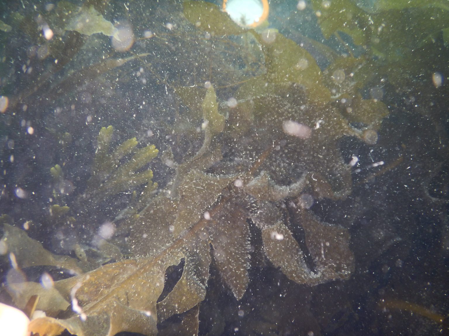 Invasive seaweed look out – Seasearch Ireland